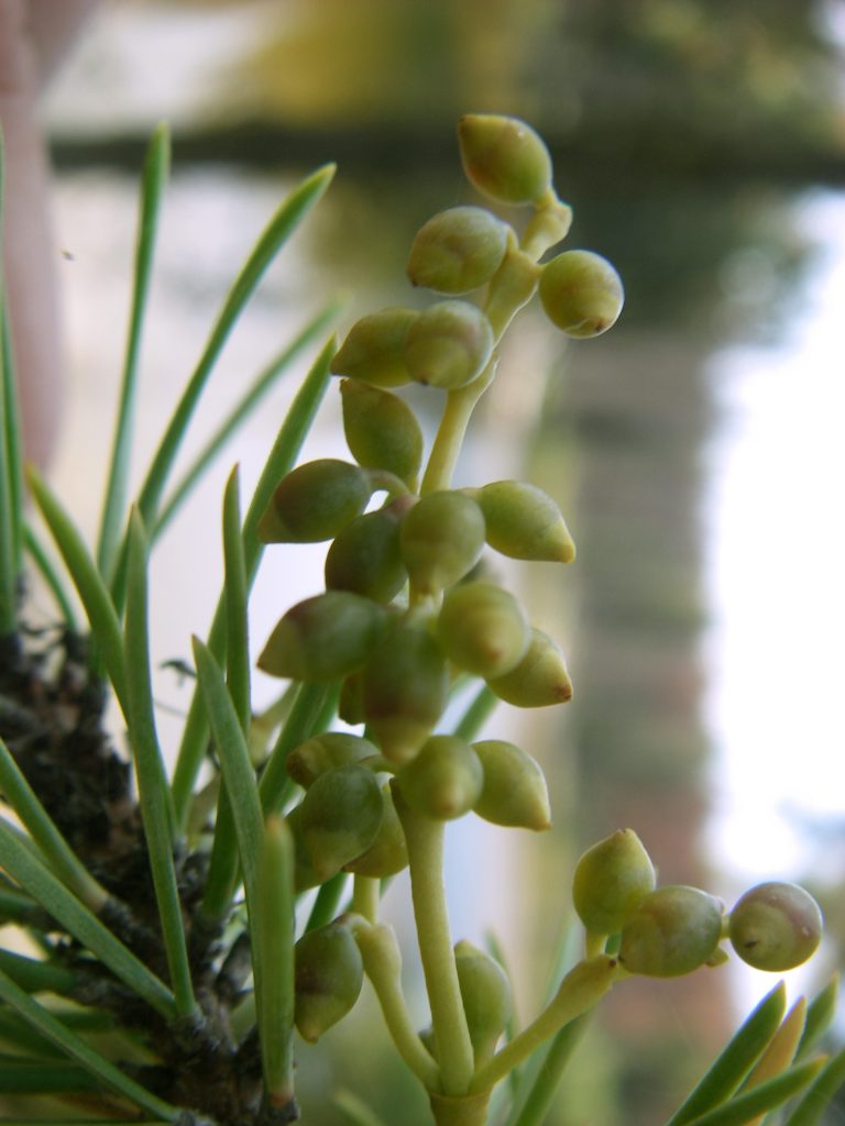 'Tis the season - traditions and facts about mistletoe - Concordia ...